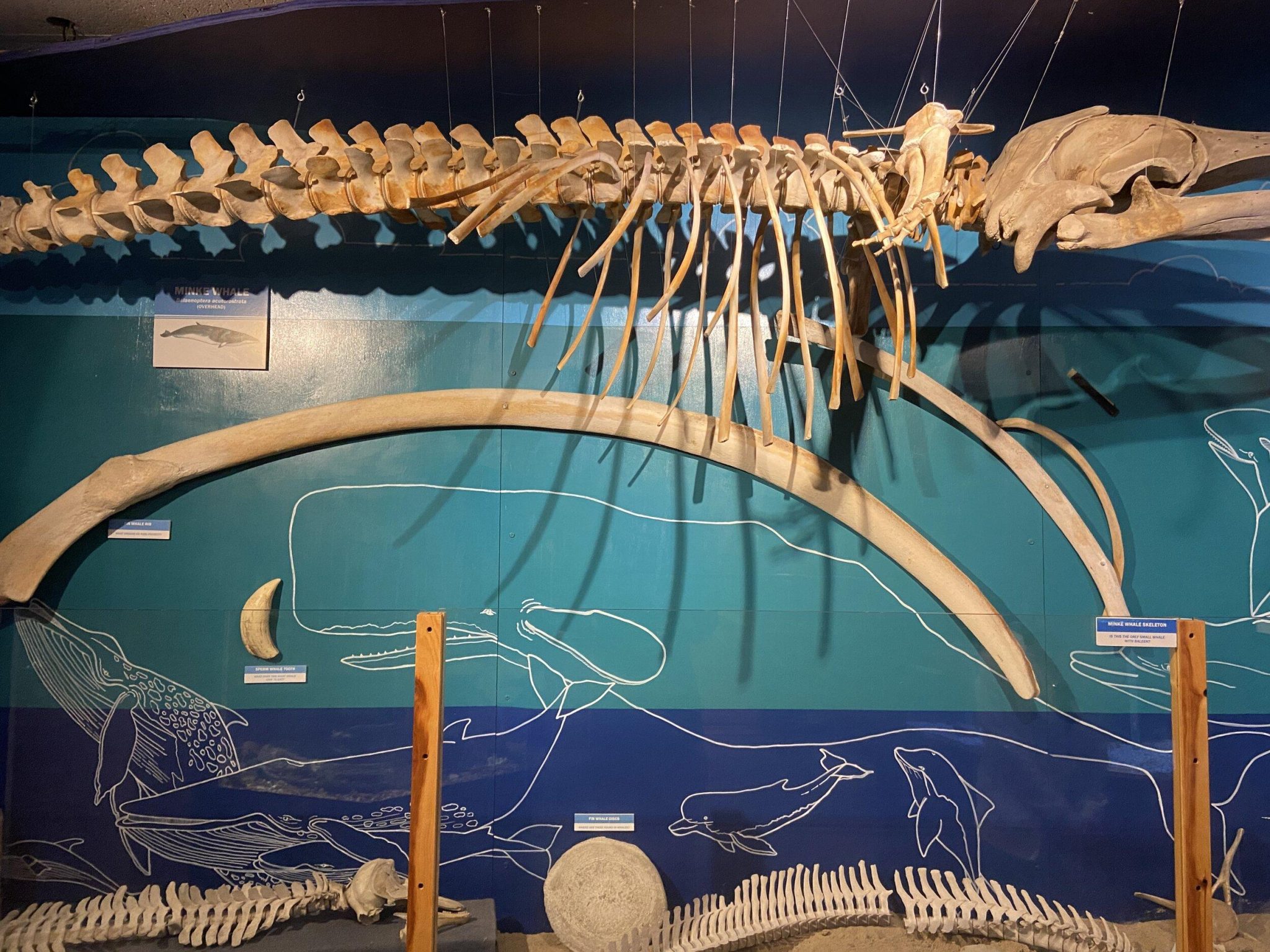 10 Things to Do at the Cape Cod Museum of Natural History ...