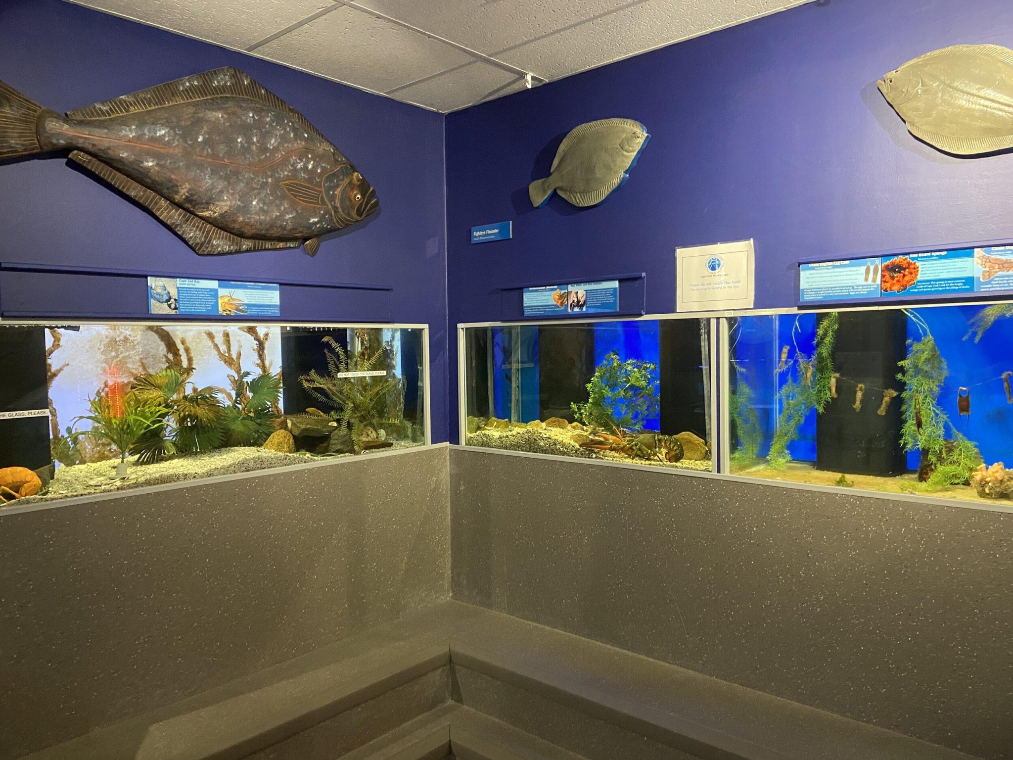 10 Things to Do at the Cape Cod Museum of Natural History ...