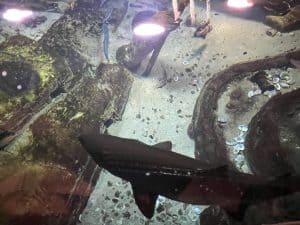 10 Ways to Explore the Long Island Aquarium in New York ...