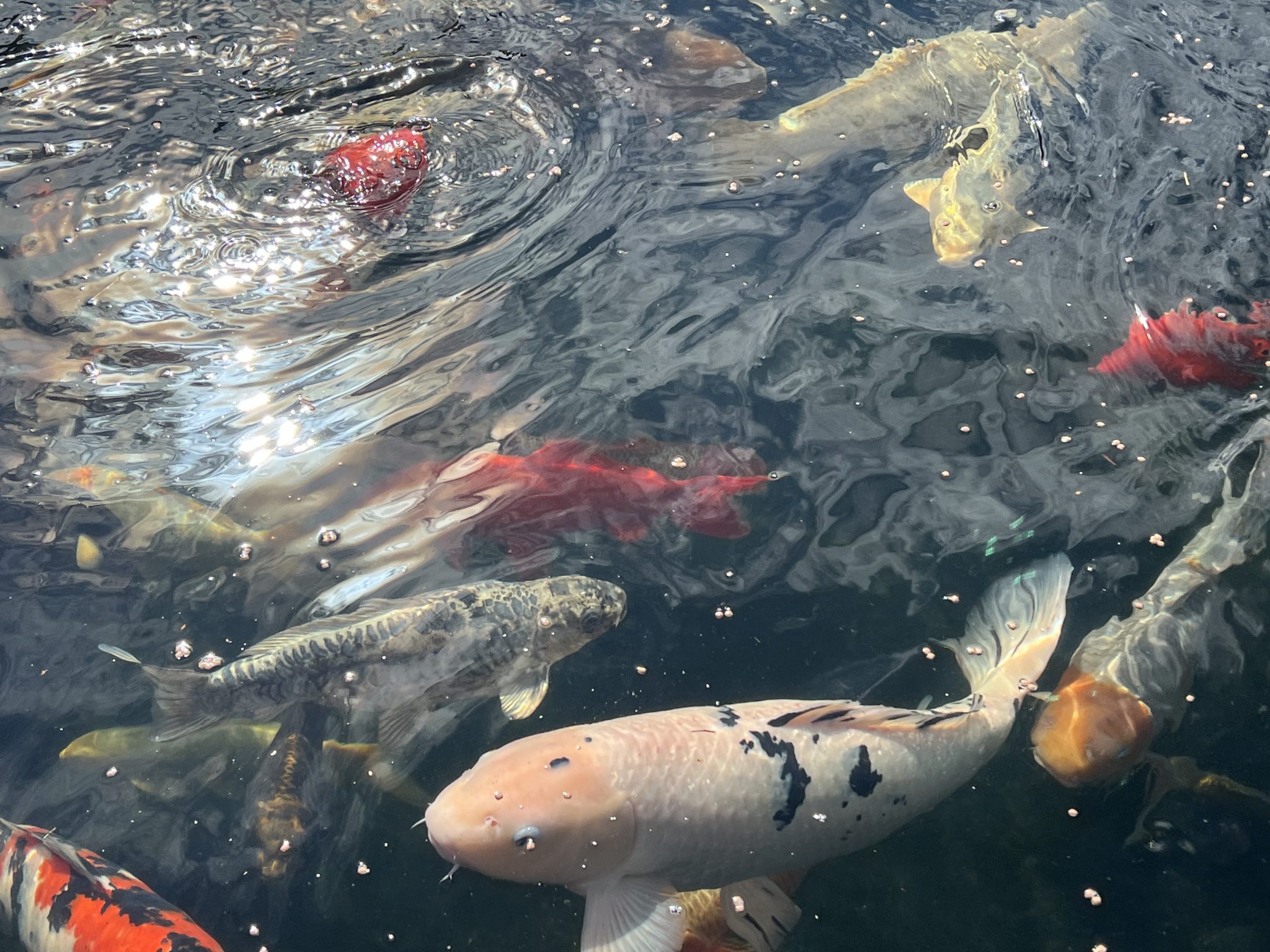 10 Ways to Explore the Long Island Aquarium in New York ...