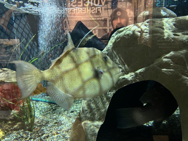 Five Ways to Explore the Woods Hole Science Aquarium on Cape Cod ...