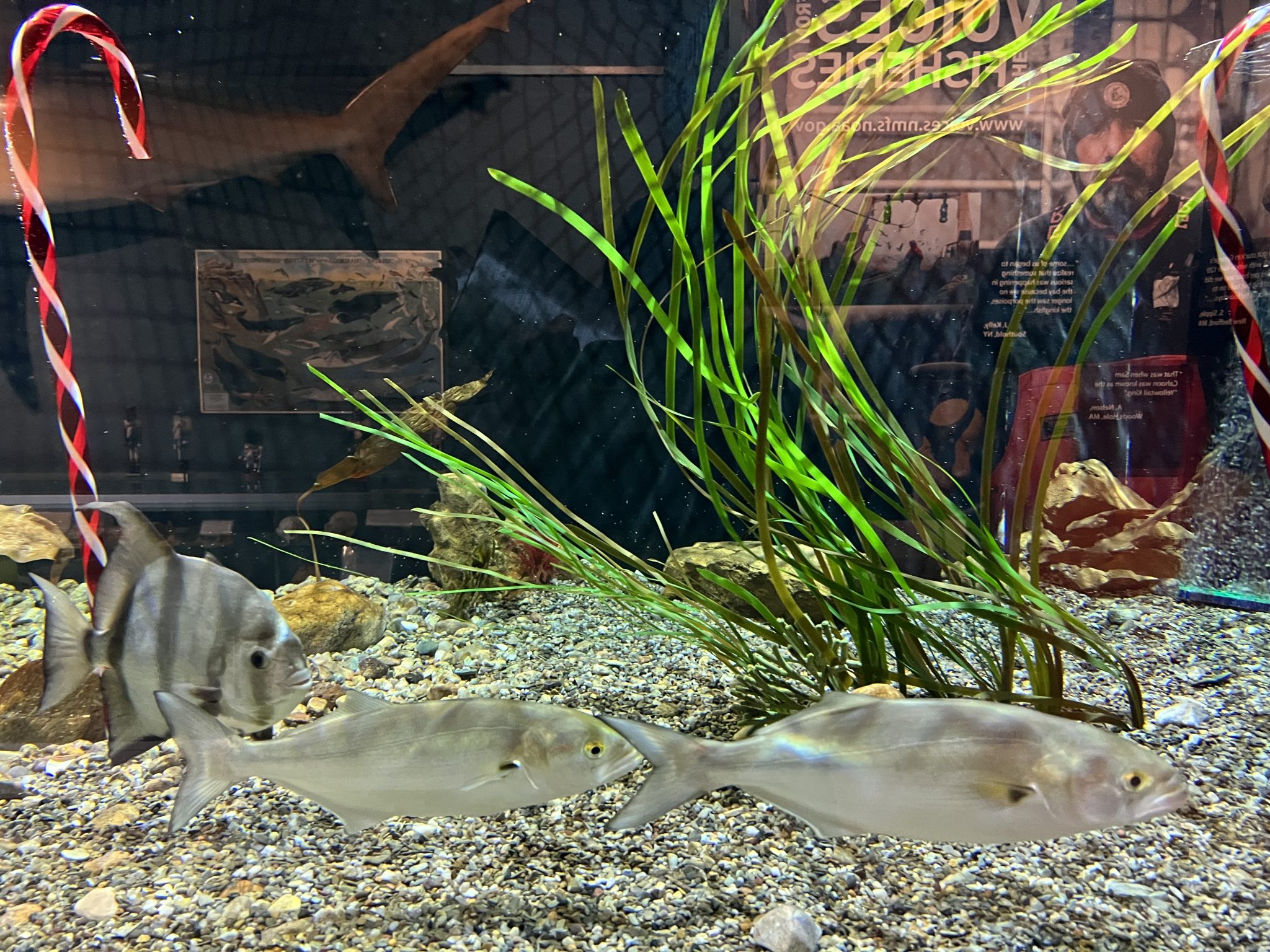 Five Ways to Explore the Woods Hole Science Aquarium on Cape Cod ...