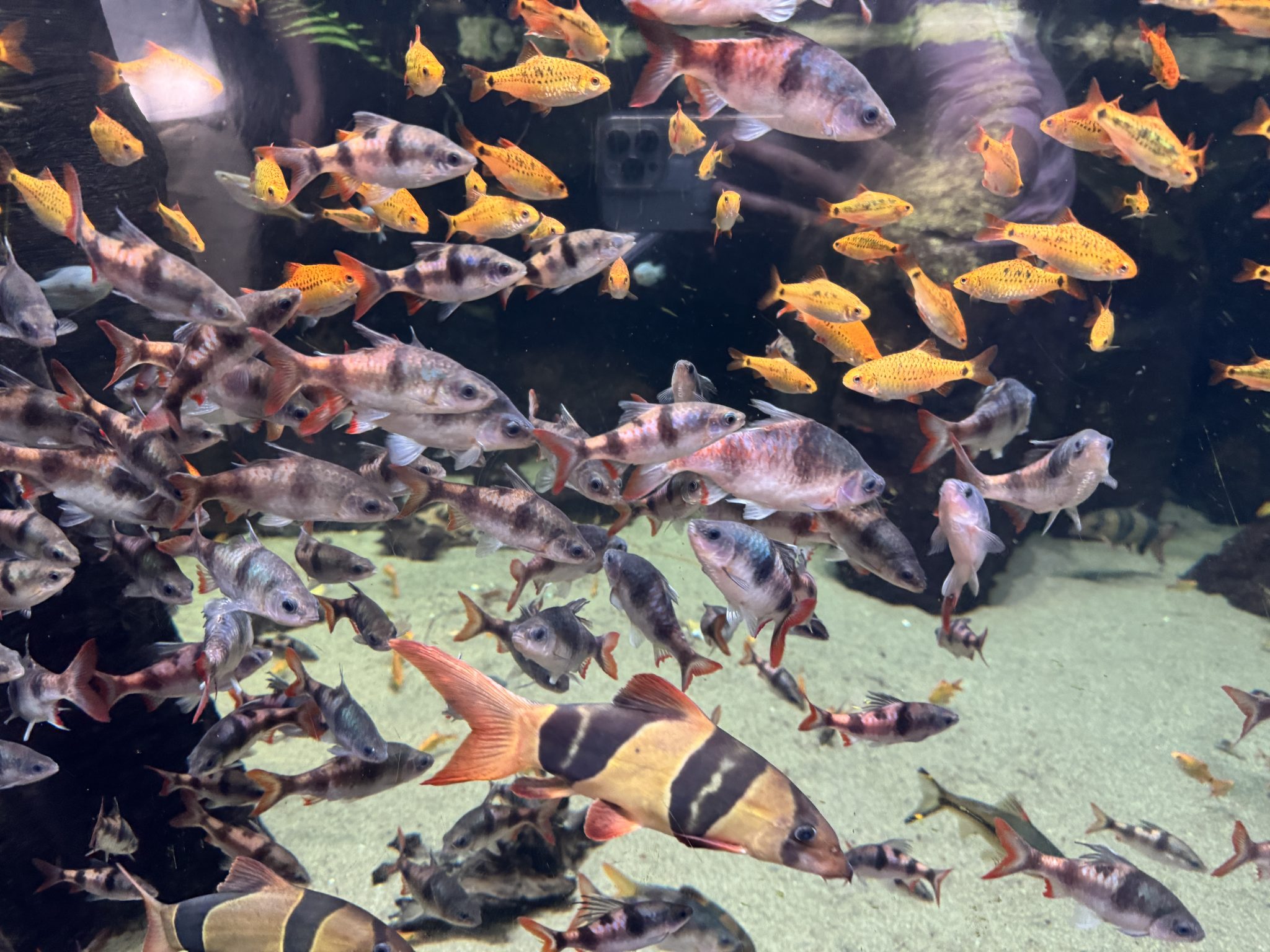 Exploring the Pittsburgh Zoo and Aquarium in Pittsburgh, PA ...